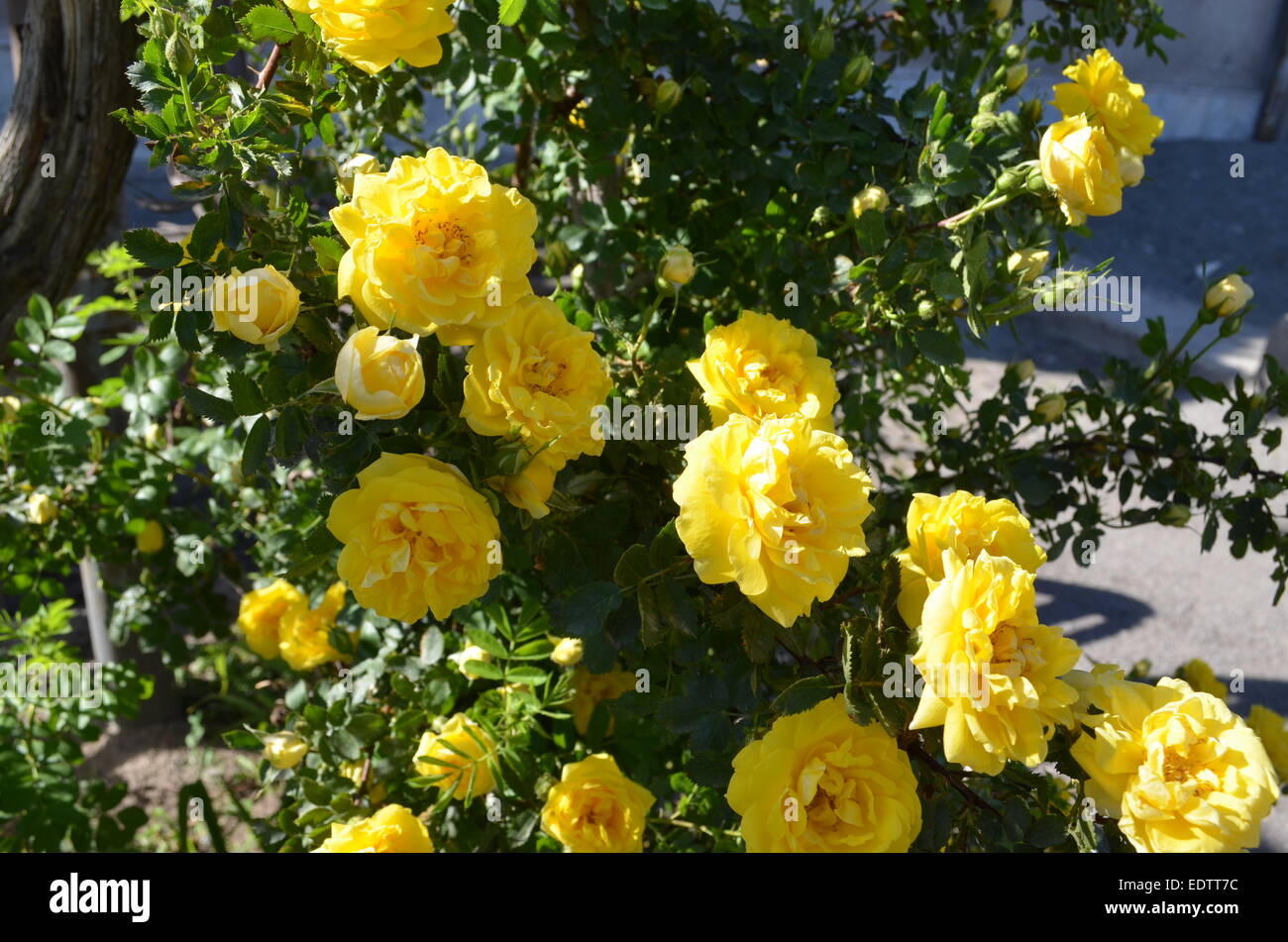 Bush with yellow roses Stock Photo - Alamy