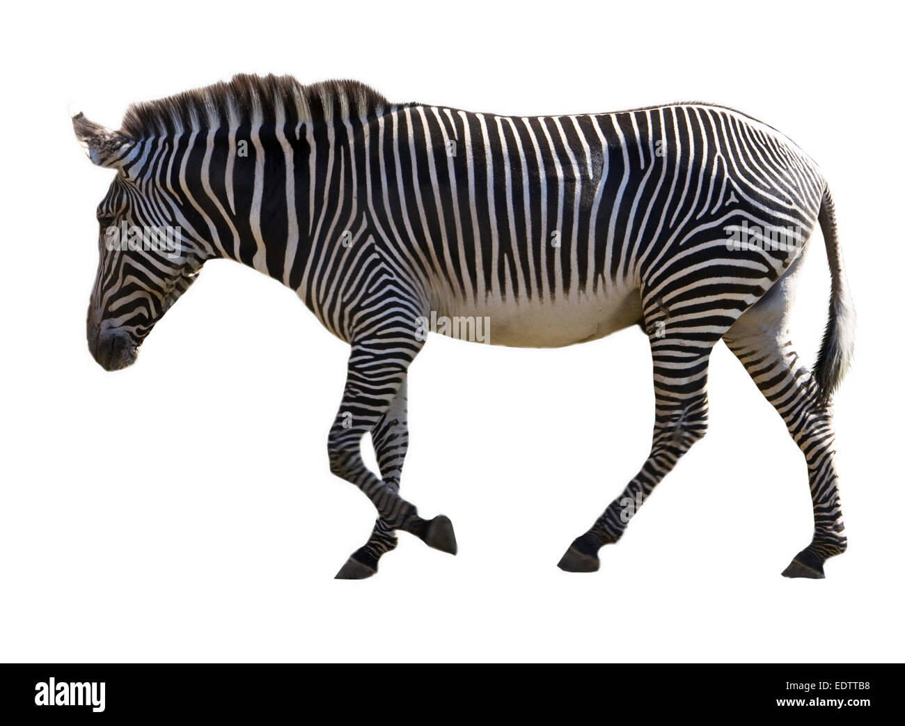 Zebra, walking, isolated on white background, horizontal orientation ...