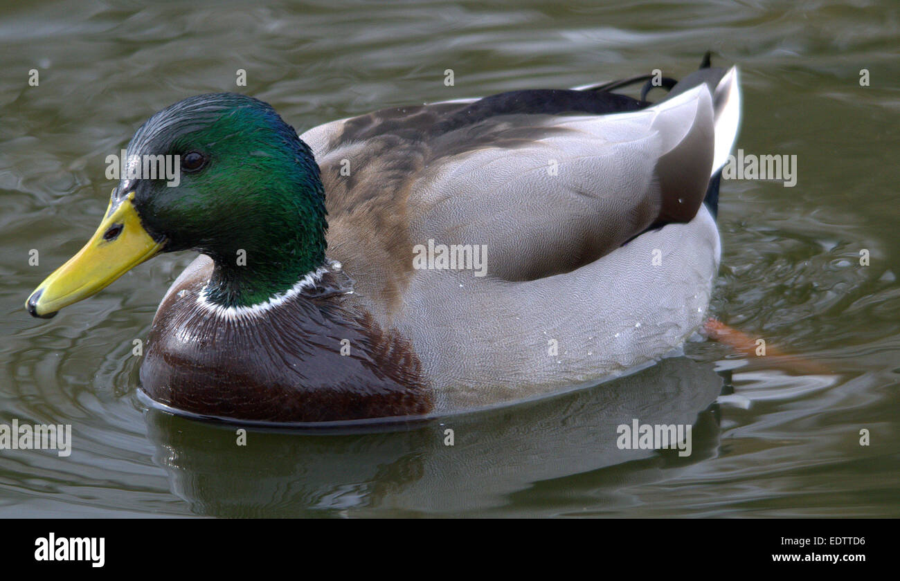 Mallard duck hunting hi-res stock photography and images - Alamy