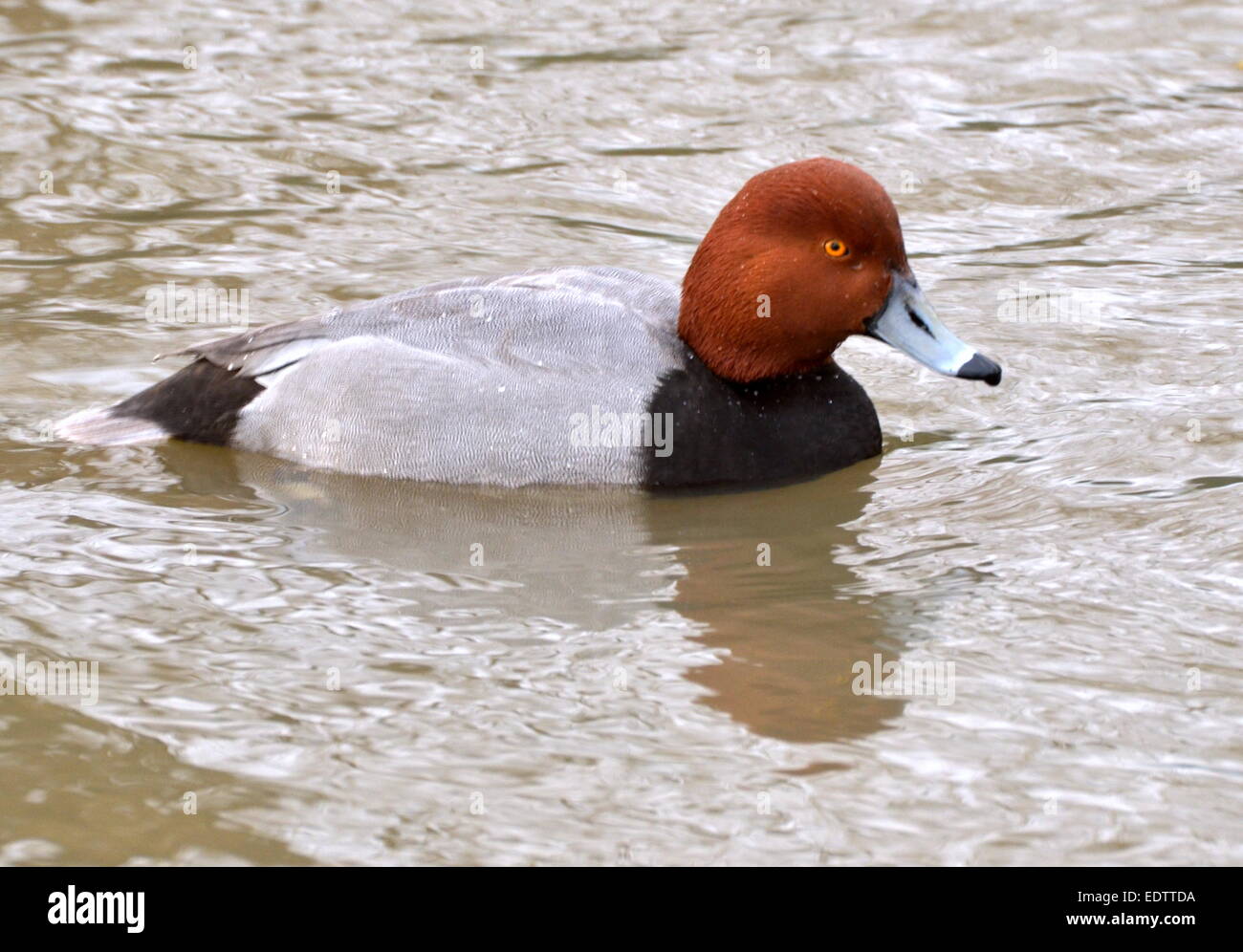 Windsor duck hi-res stock photography and images - Alamy