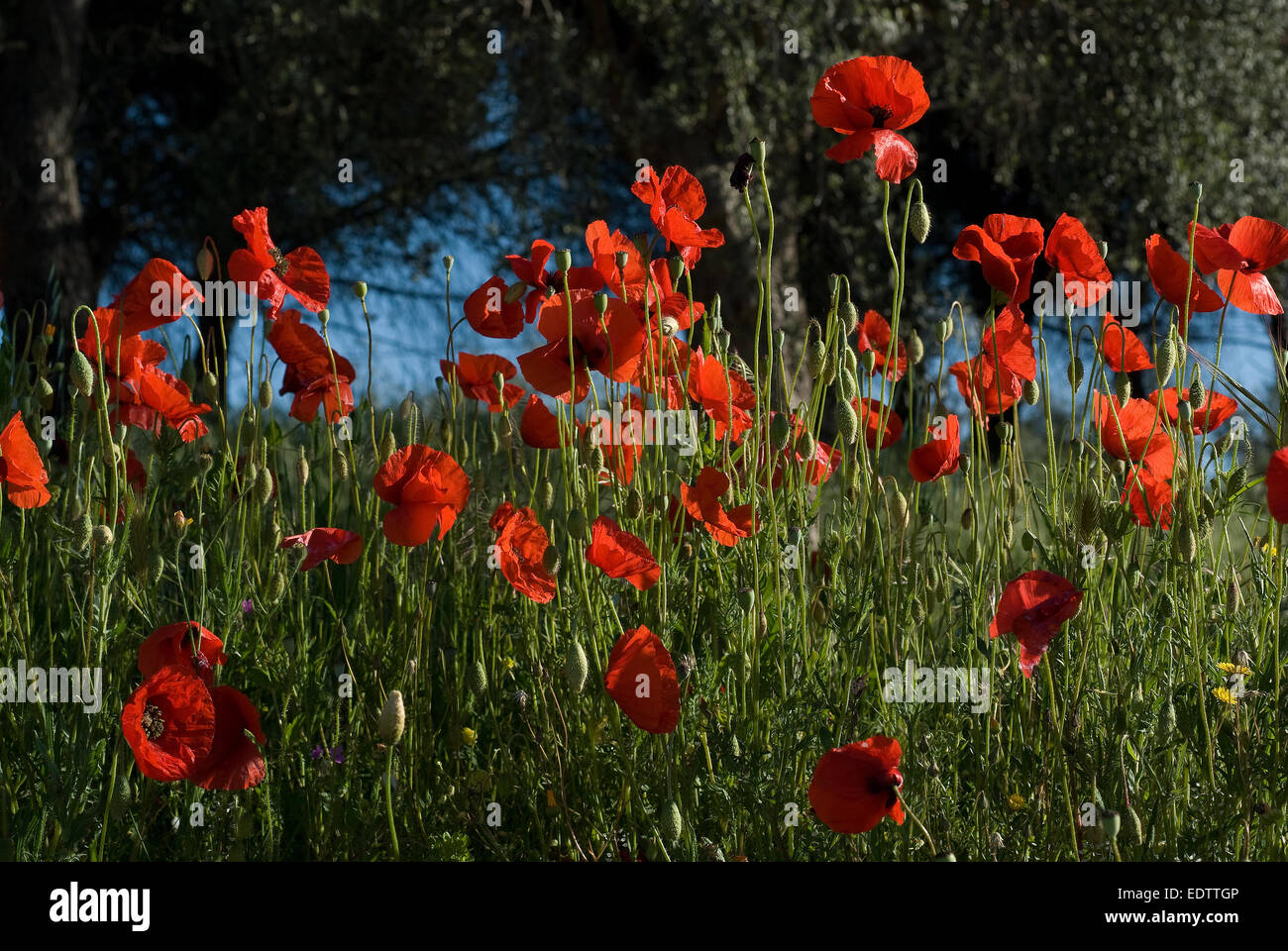 Red poppy, Papaver rhoeas, Umbria, Italy Stock Photo - Alamy