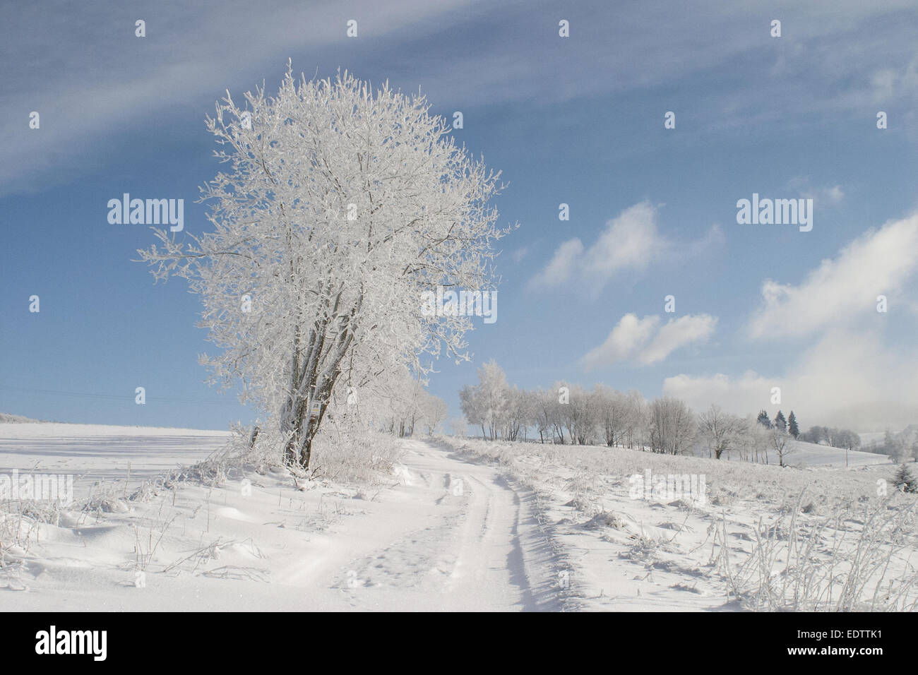 Lonely tree in winter day - landscape with blue sky Stock Photo - Alamy