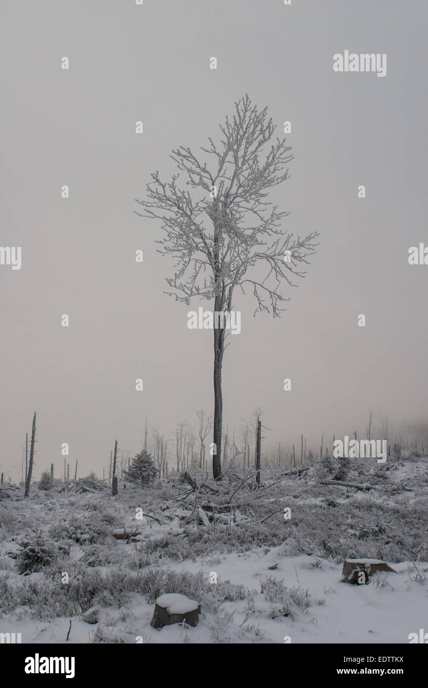 Lonely tree hi-res stock photography and images - Alamy