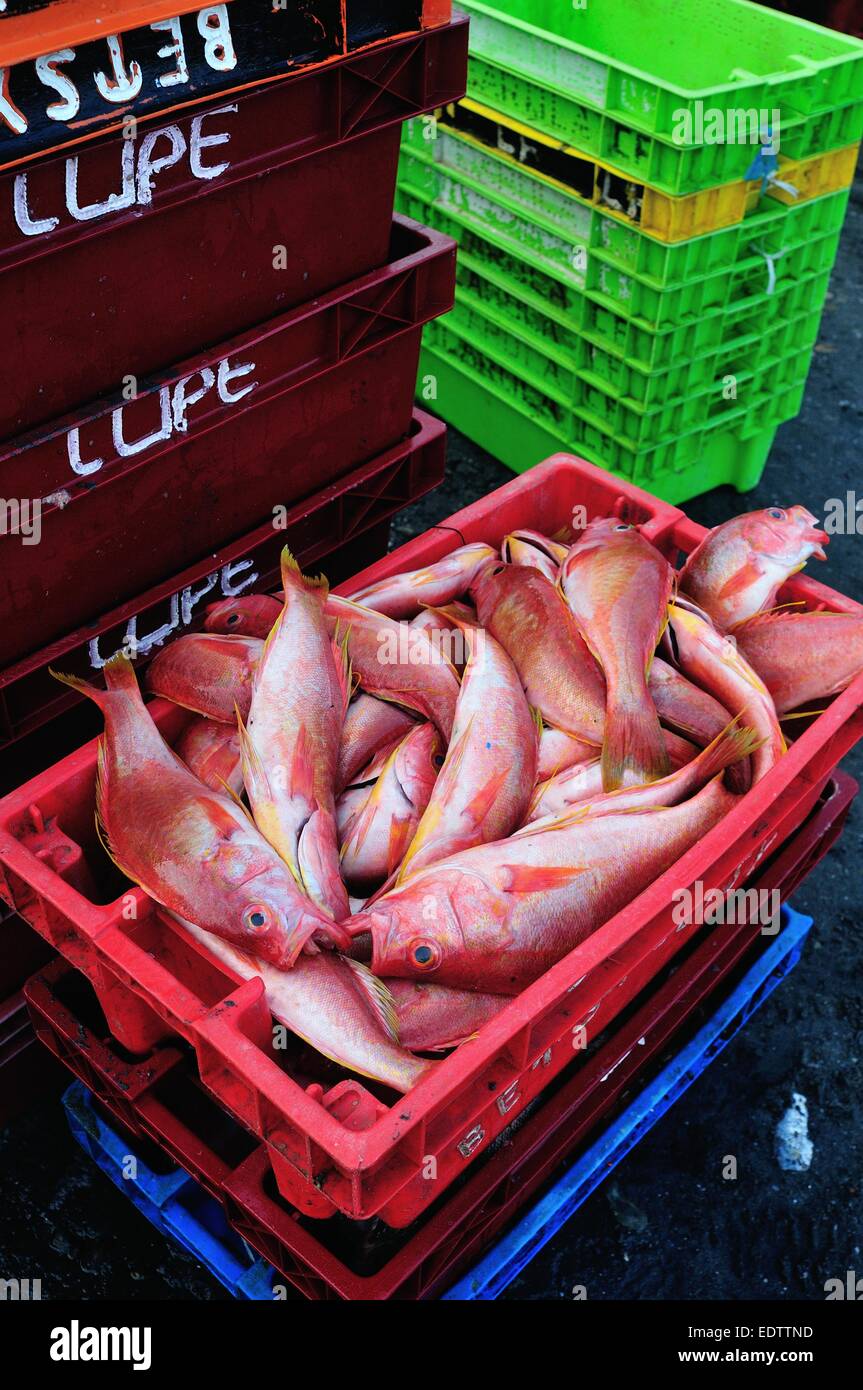 Gallo Gallos High Resolution Stock Photography and Images - Alamy
