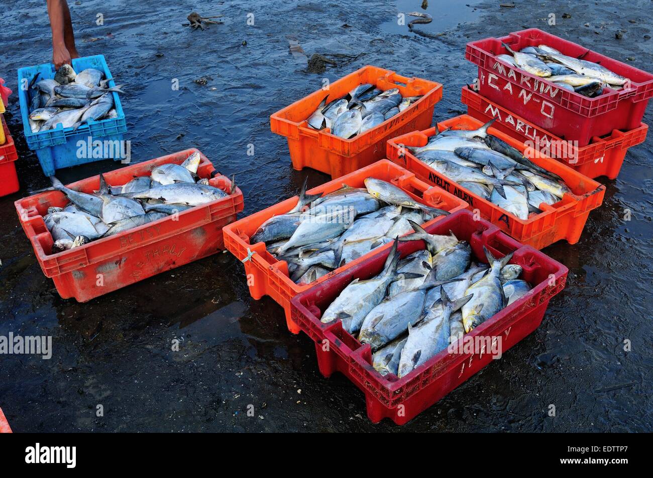 Pampano beach hi-res stock photography and images - Alamy