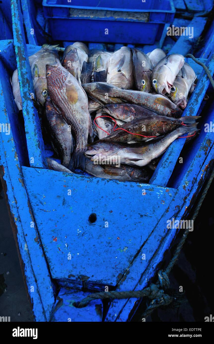 Cabria fish - Port in PUERTO PIZARRO. Department of Tumbes .PERU Stock ...