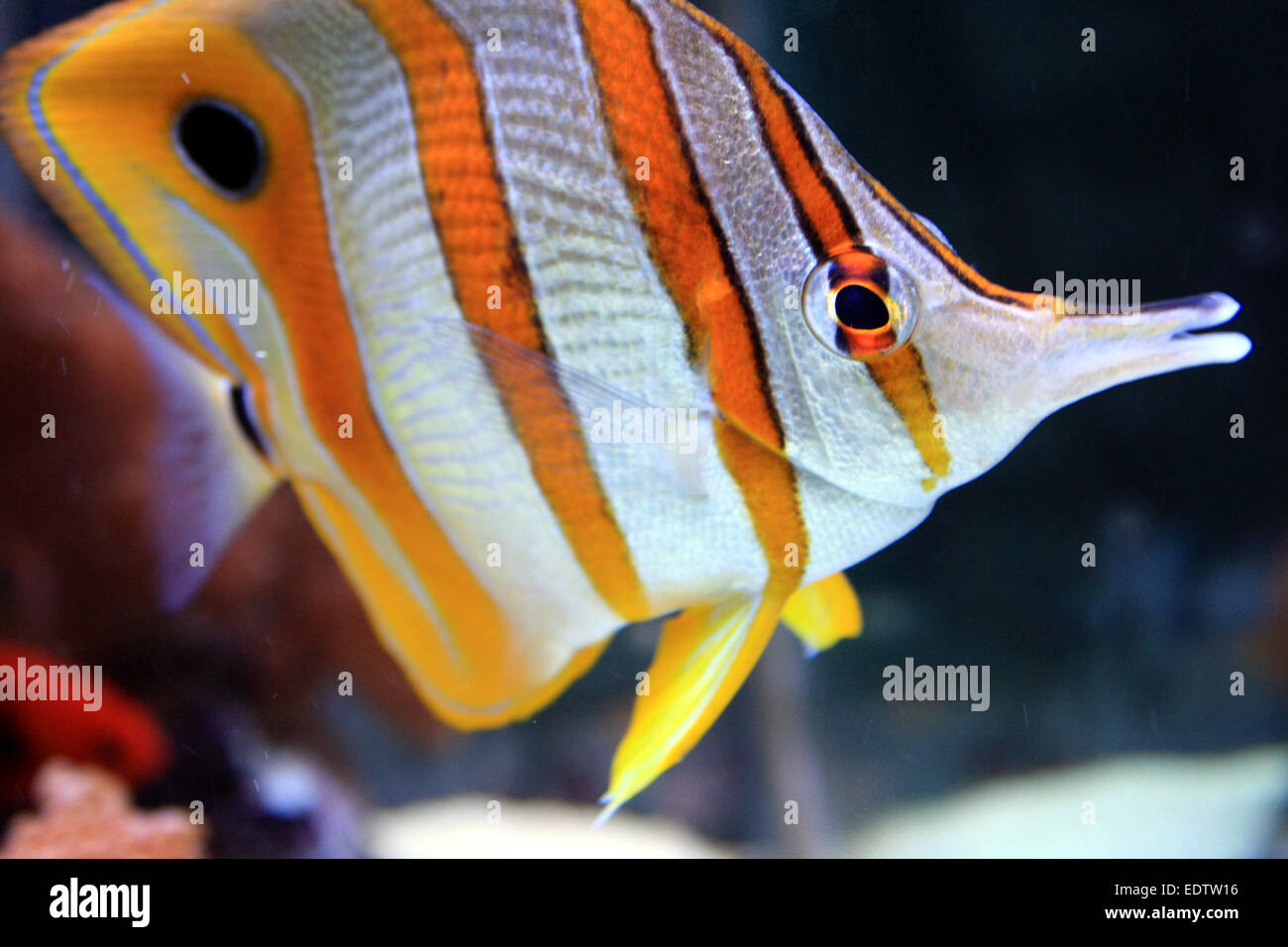 Yellow striped fish hi-res stock photography and images - Alamy