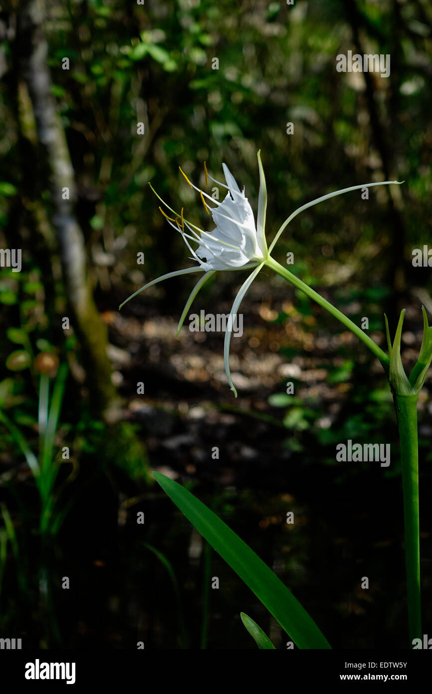 Alligator weed - Alternanthera philoxeroides Stock Photo - Alamy