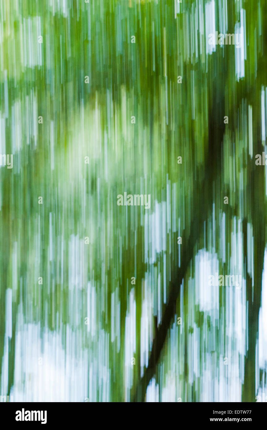 Distorted view of trees hi-res stock photography and images - Alamy