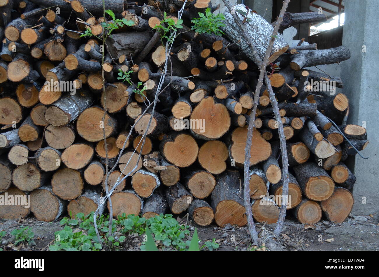 A stack of chopped withered fruit trees Stock Photo - Alamy