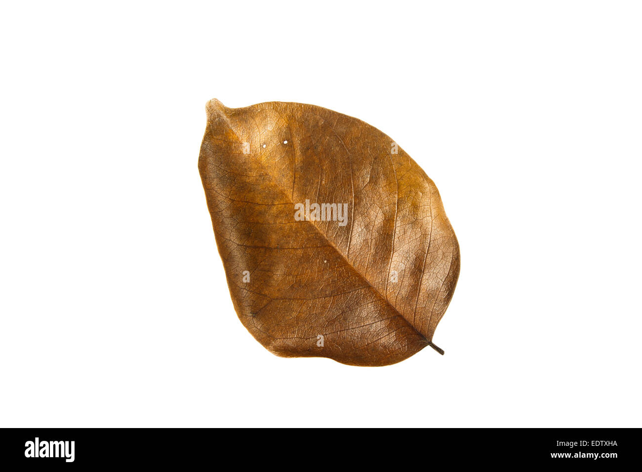 Dry brown leaf bend on white background Stock Photo - Alamy