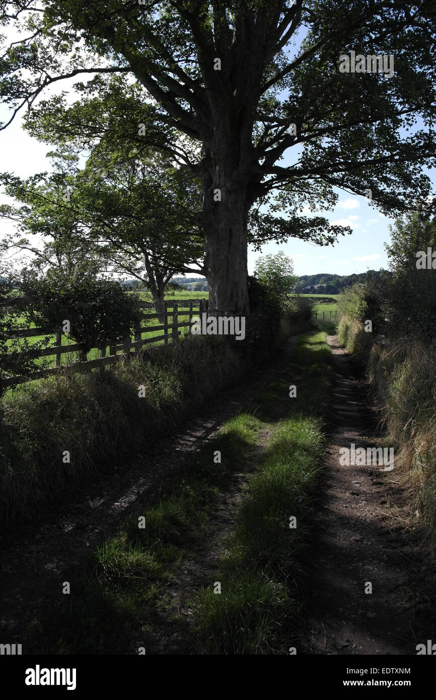Blue sky rural portrait Ribble Way footpath track, with tree and field ...