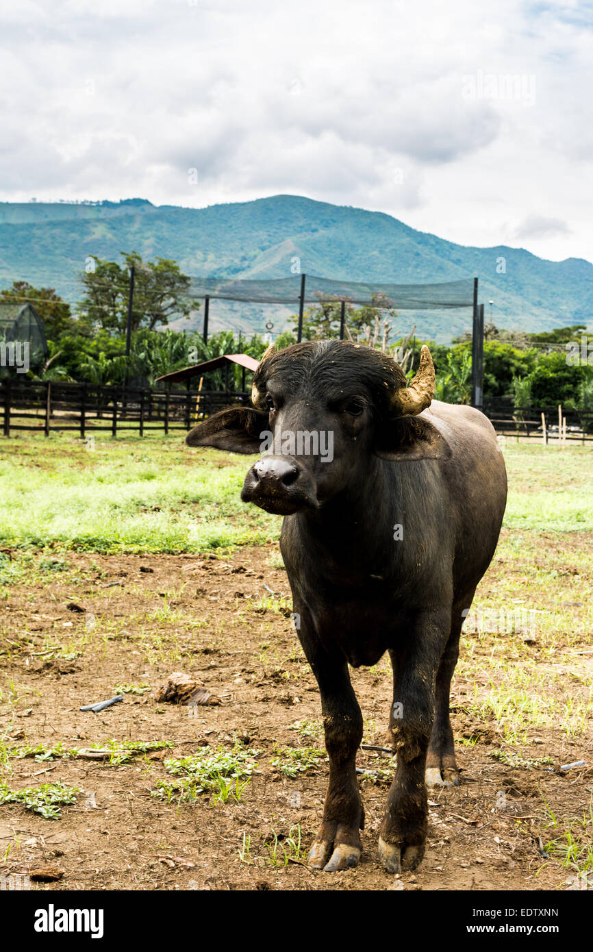 A buffalo standing in the field Stock Photo - Alamy