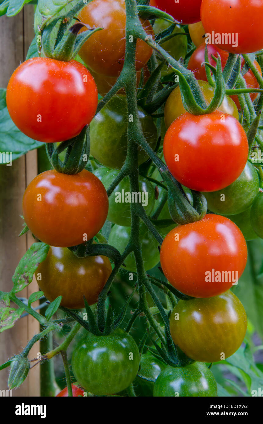 Cherry tomatoes ripen on the vine Stock Photo - Alamy