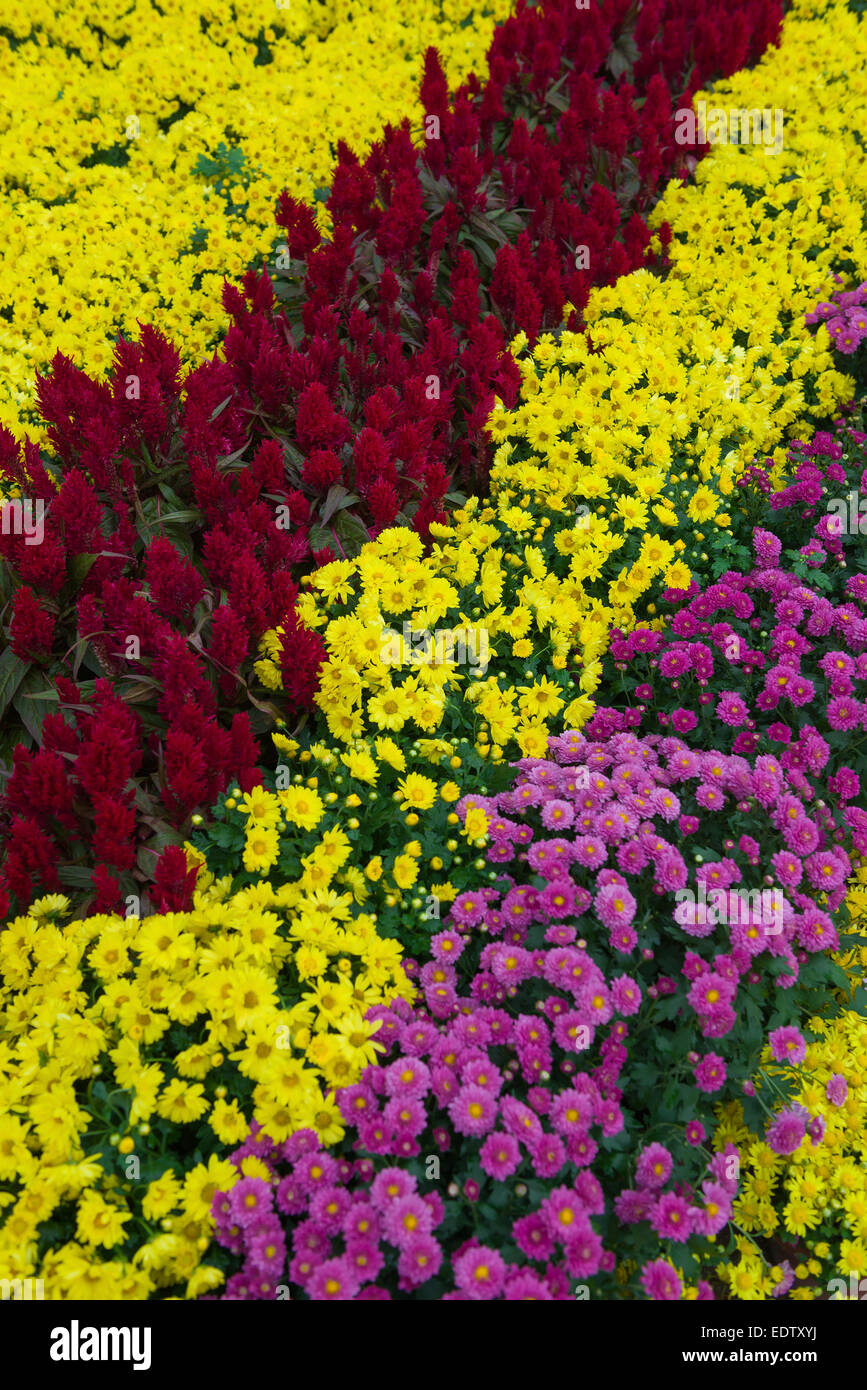 various chrysanthemum flowers Stock Photo - Alamy