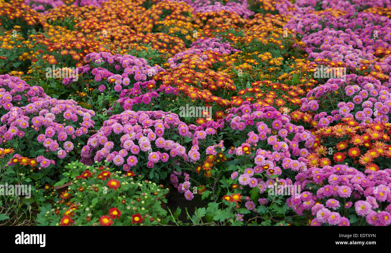 Various seasons hi-res stock photography and images - Alamy