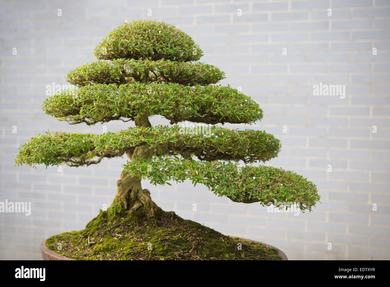bonsai tree in flower pot Stock Photo - Alamy
