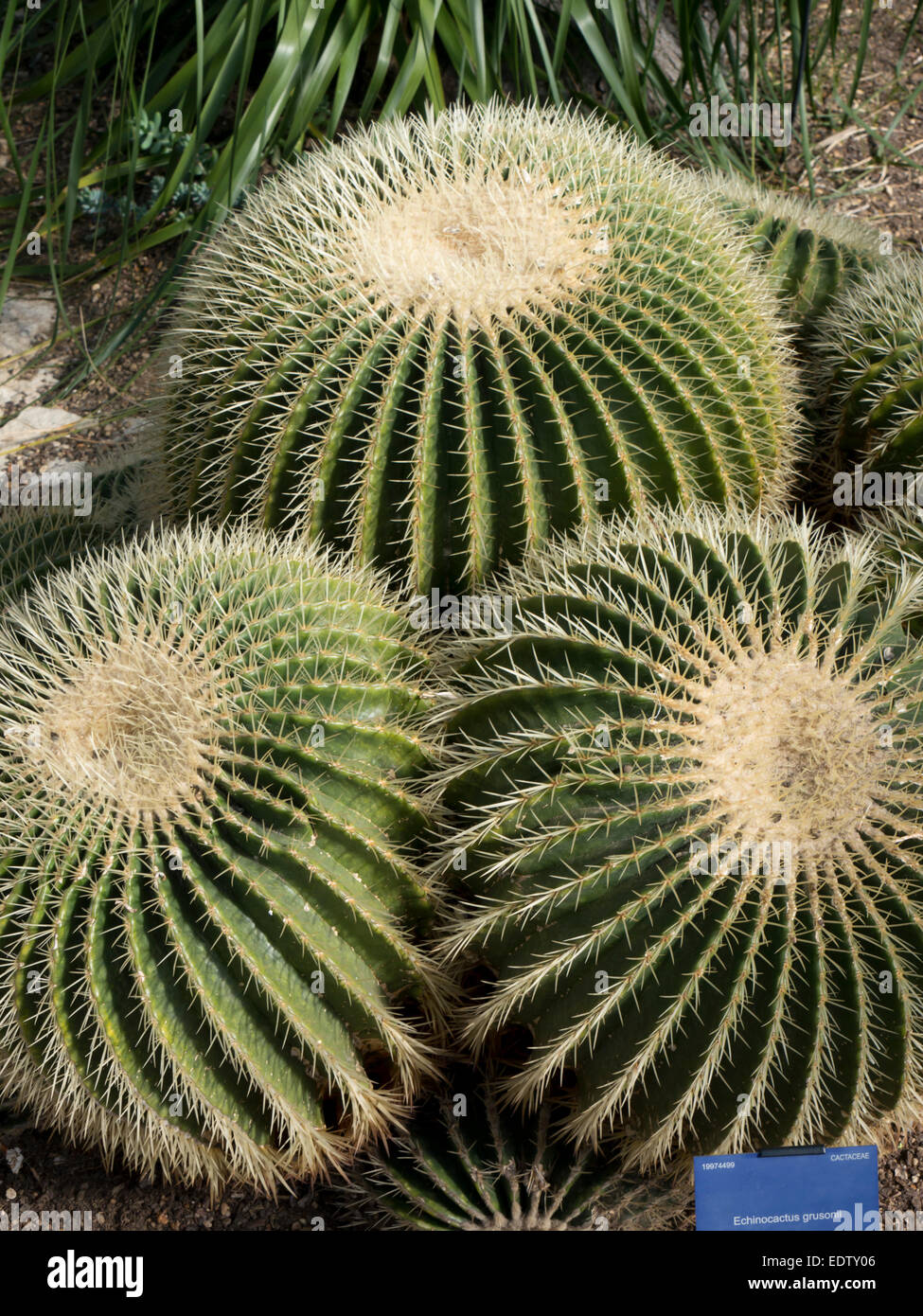 The Radial Symmetry High Resolution Stock Photography and Images - Alamy