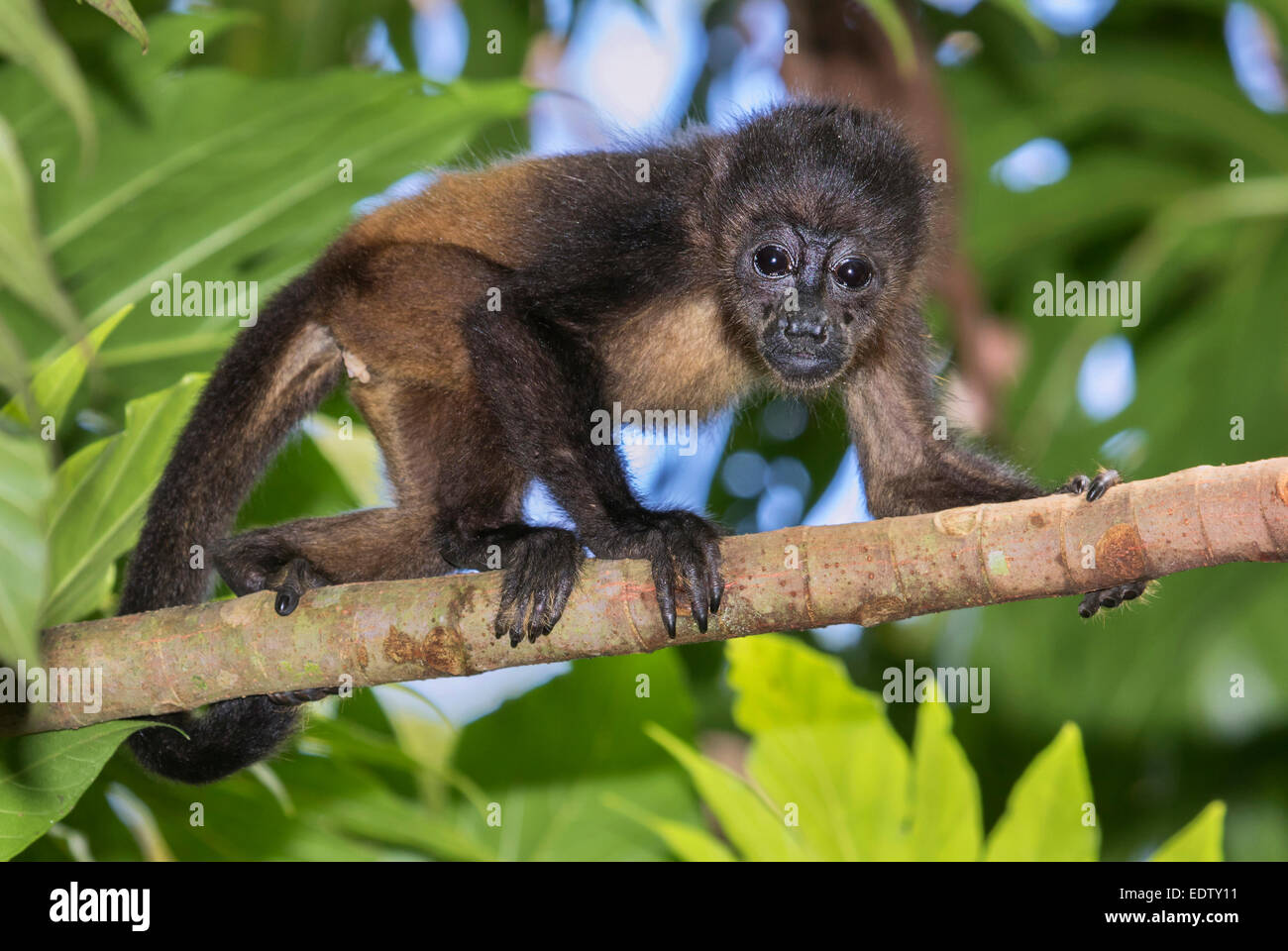 Baby mantled howler monkey (Alouatta palliata) climbing tree branch in ...