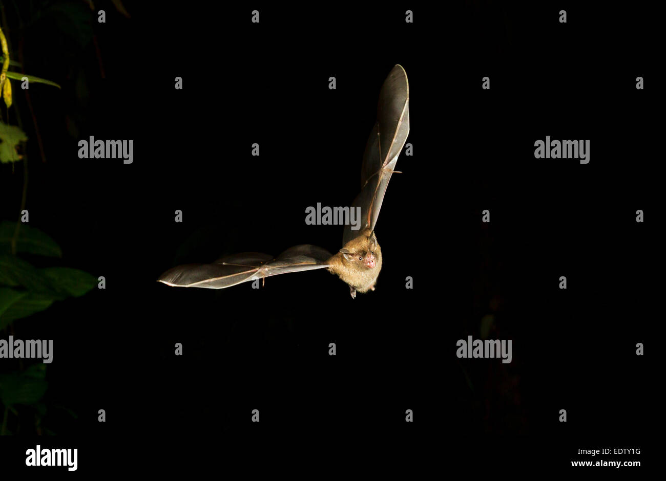 Flying Bat Fruit Night High Resolution Stock Photography and Images - Alamy
