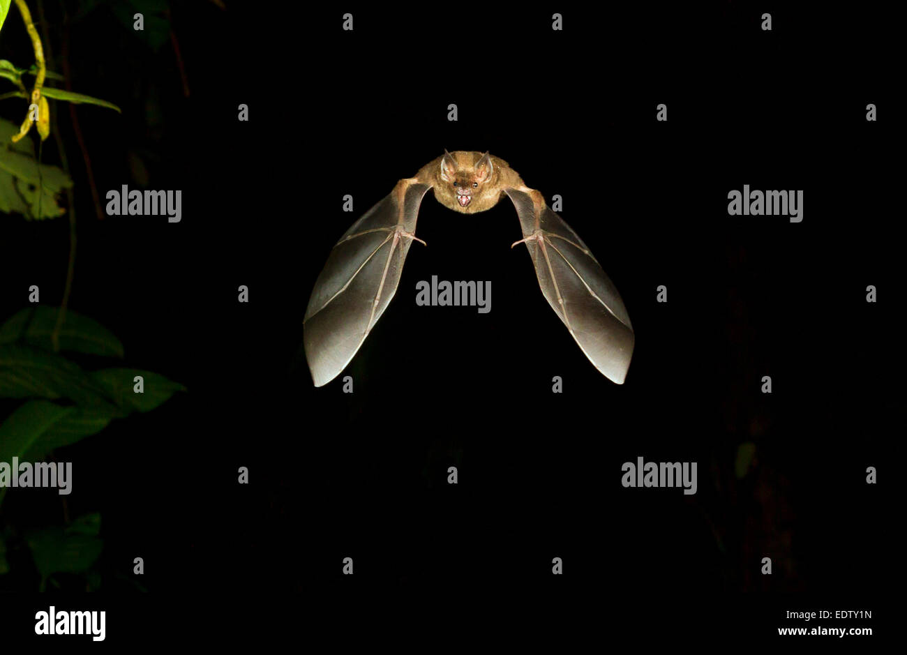 Fruit Bat Flying High Resolution Stock Photography and Images - Alamy