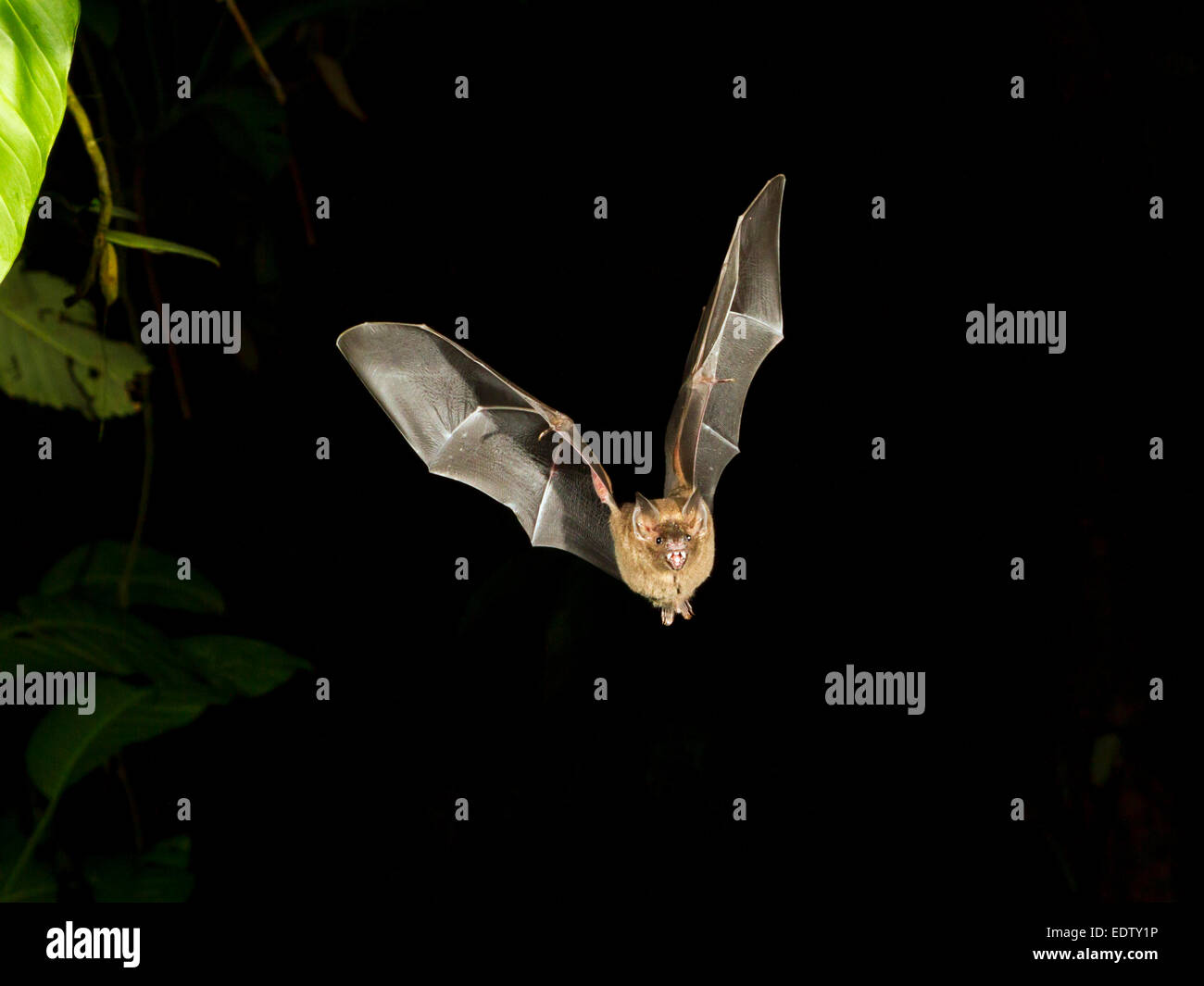 Flying bat fruit night hi-res stock photography and images - Alamy