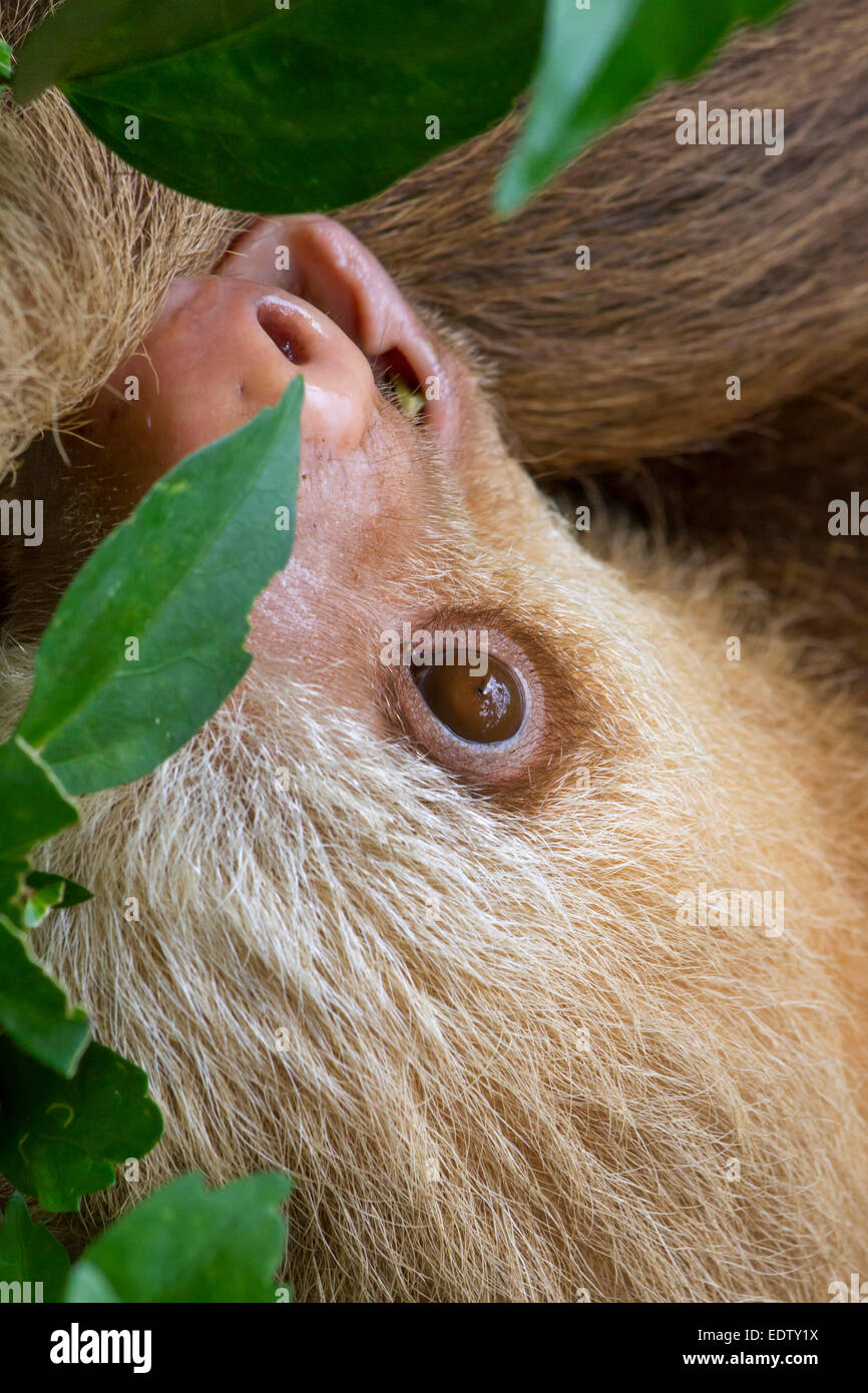 Hoffmann's two-toed sloth (Choloepus hoffmanni) eating tree leaves in ...