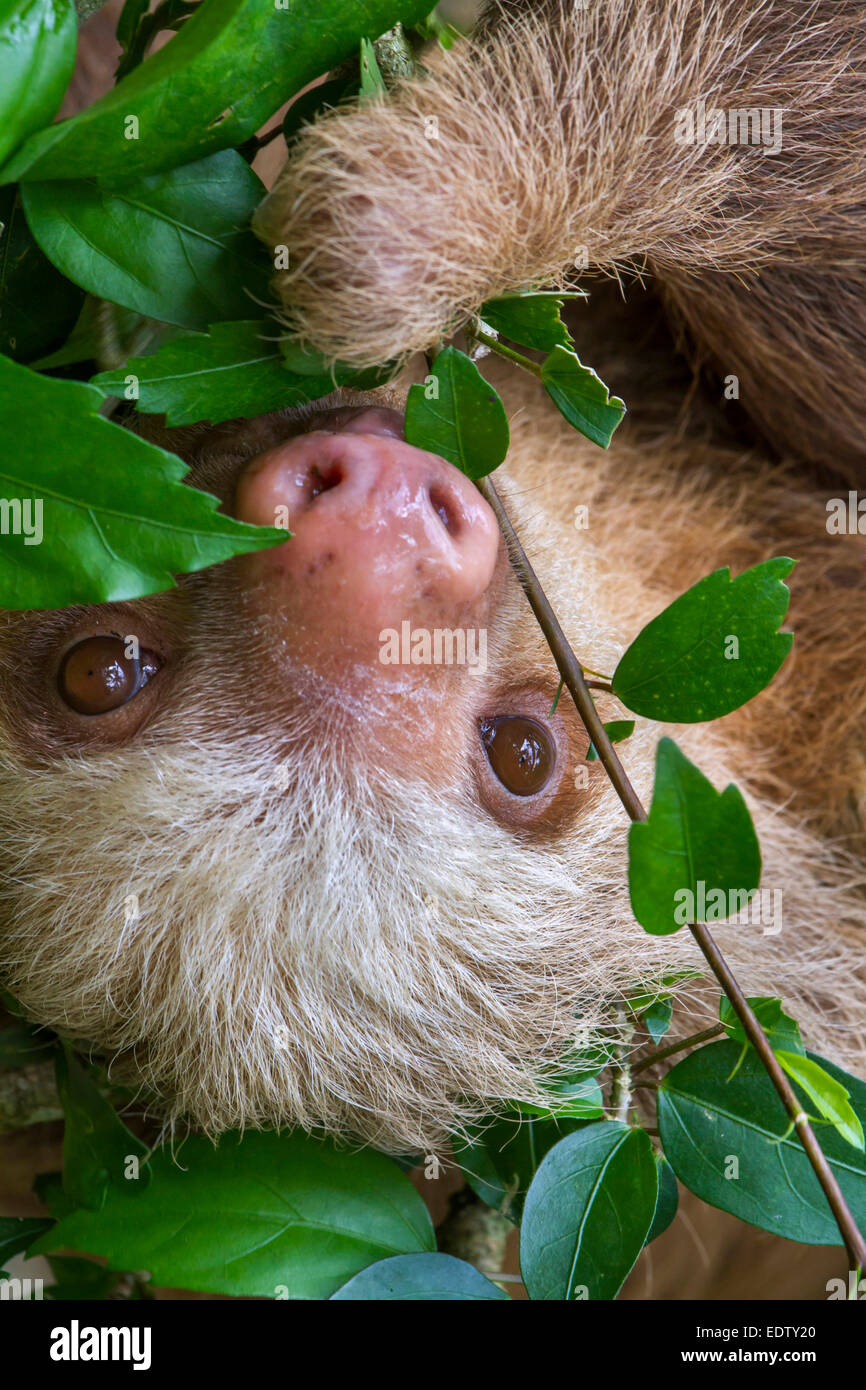 Hoffmann's two-toed sloth (Choloepus hoffmanni) eating tree leaves in ...