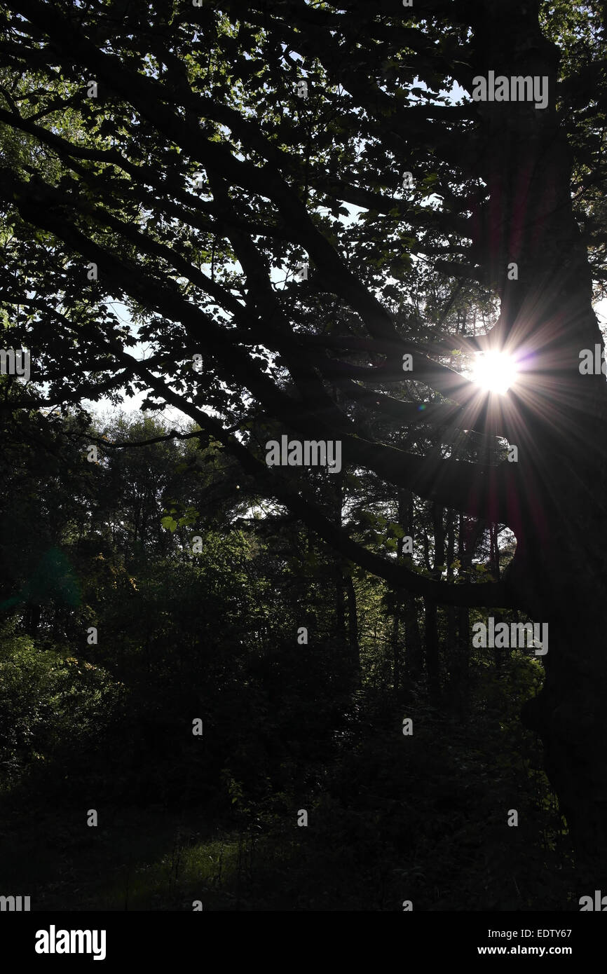 Blue sky portrait afternoon sun shining through tree with spreading ...