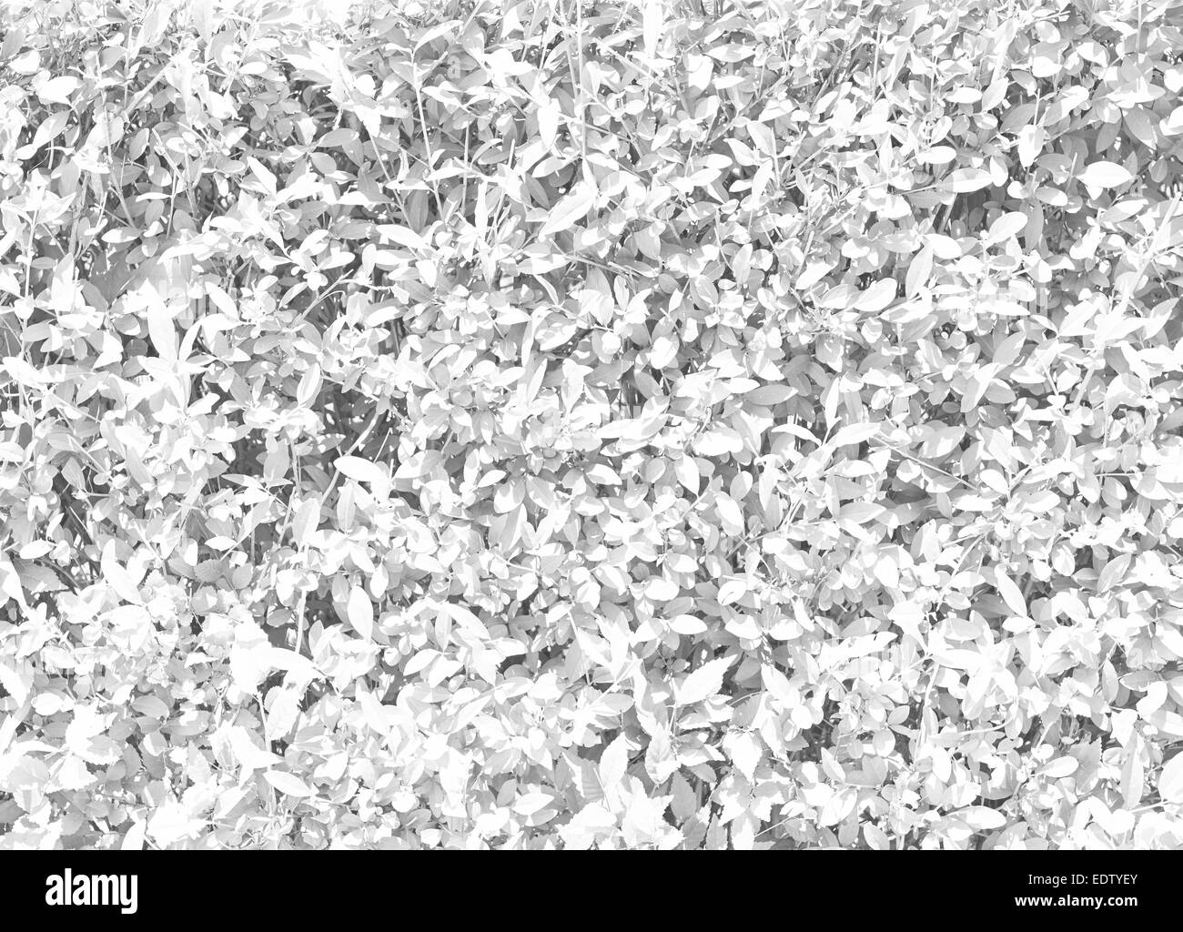 light texture leaves colorless Stock Photo - Alamy