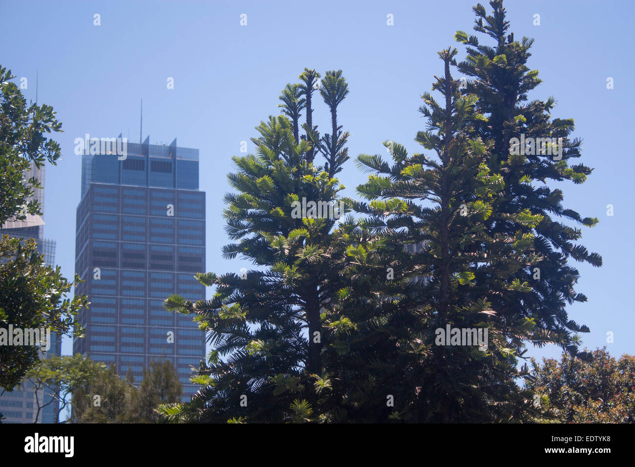Australian pine tree hi-res stock photography and images - Alamy
