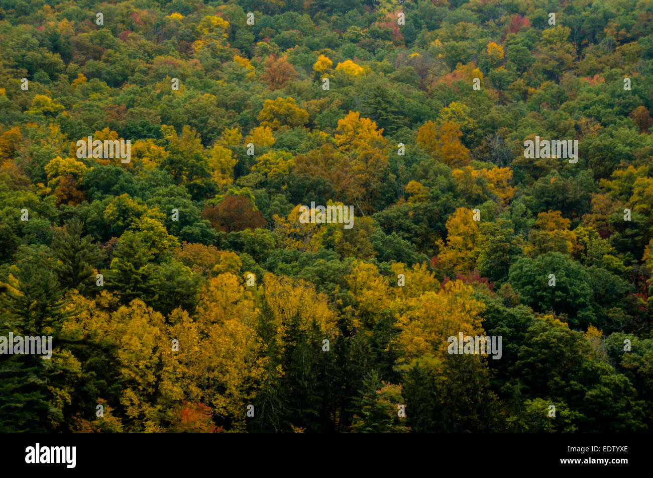 Leaves changing to orange in fall Stock Photo - Alamy