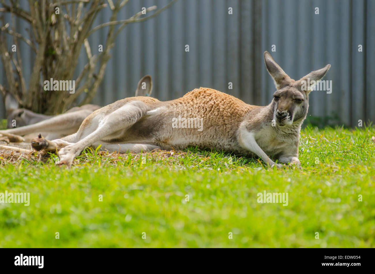 Kangaroo Lying Down Stock Photos & Kangaroo Lying Down Stock Images - Alamy