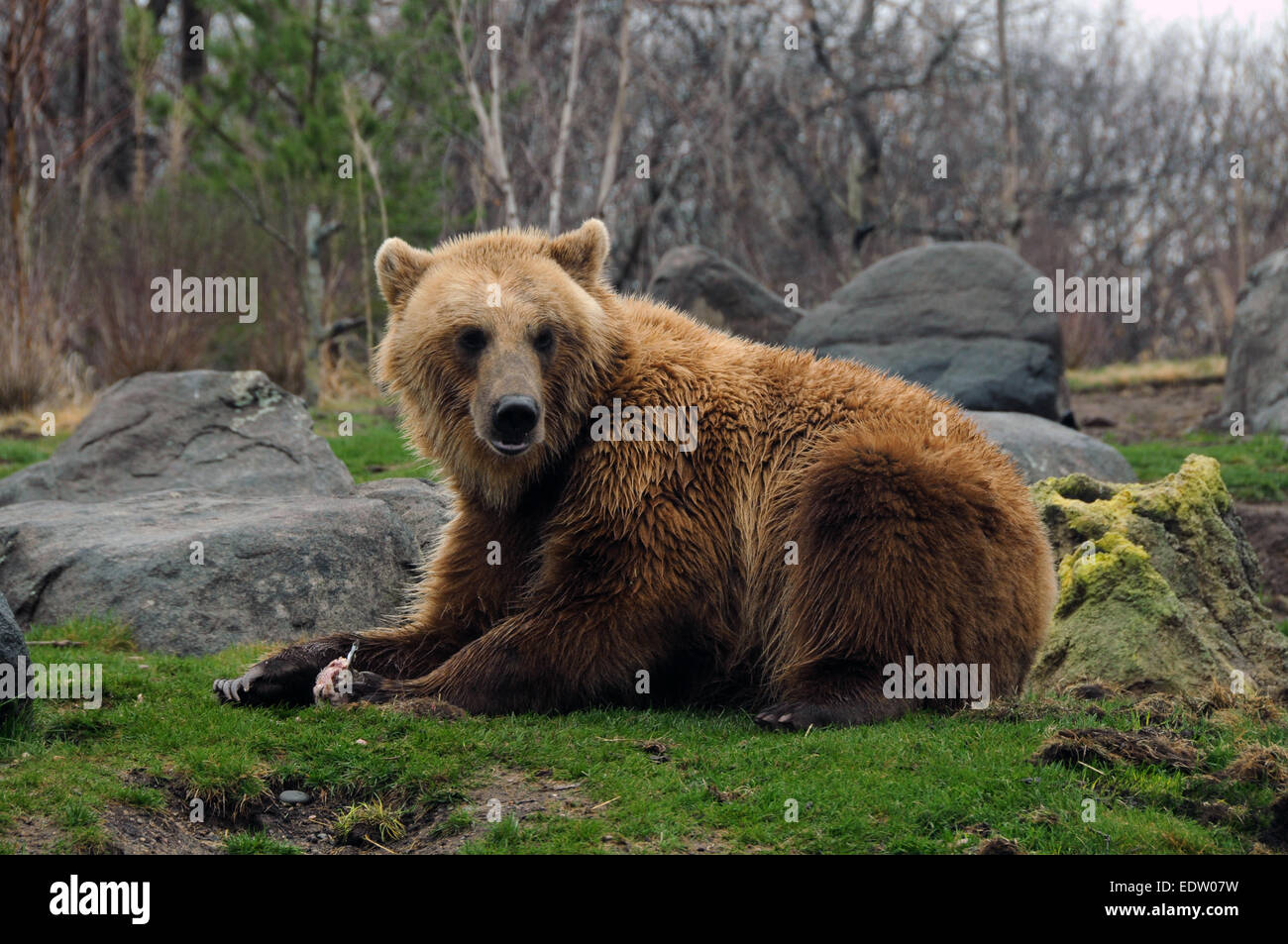 Brown bear in the wild eating a fish Stock Photo - Alamy
