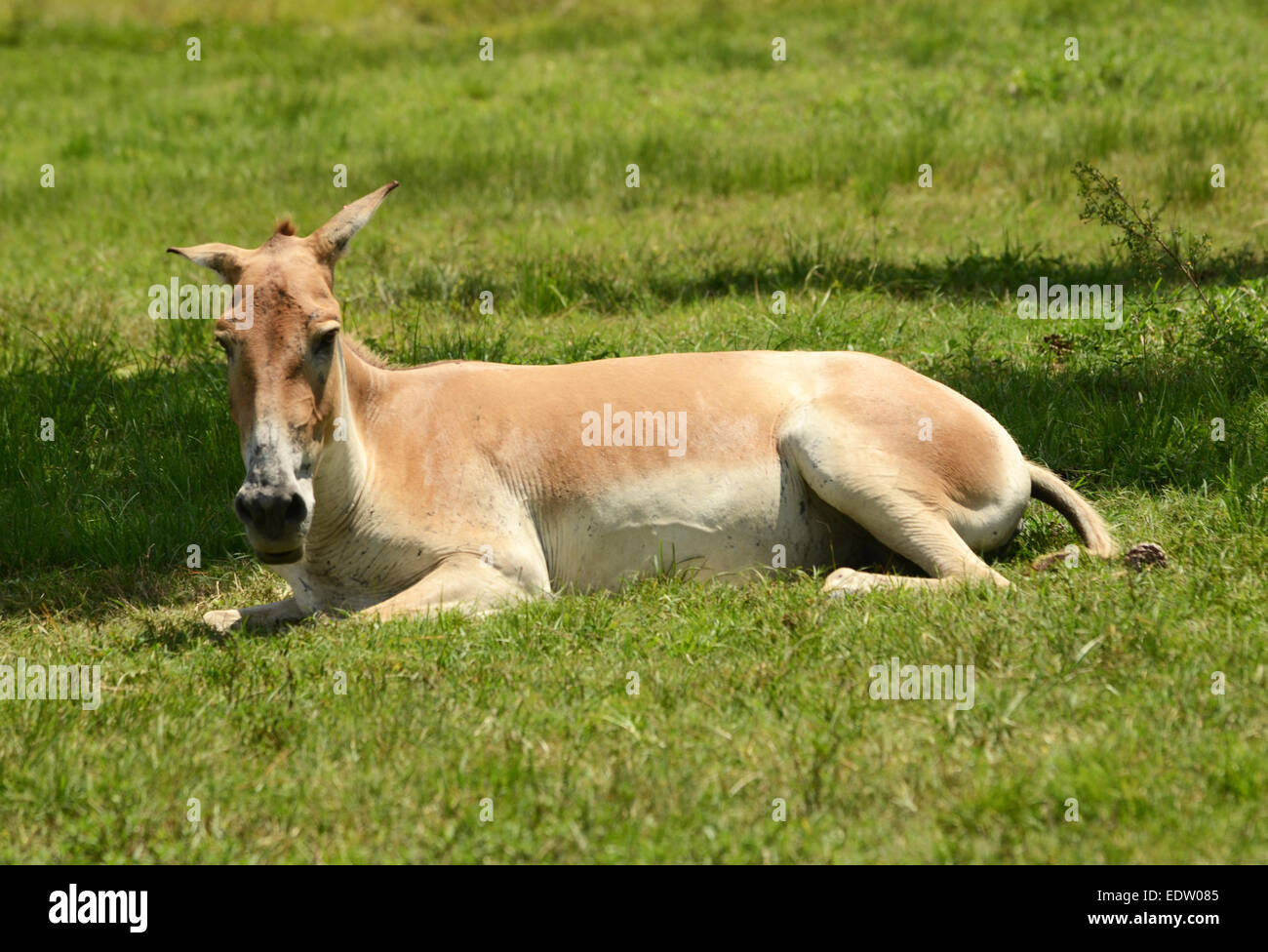 Wild donkey resting on green grass Stock Photo - Alamy