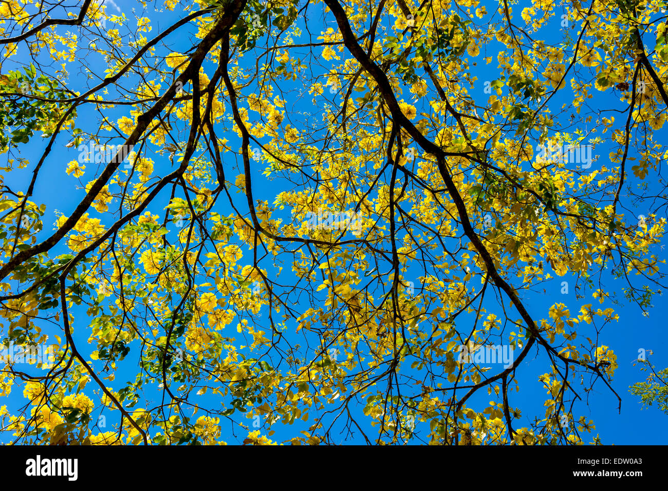 Poui tree hi-res stock photography and images - Alamy