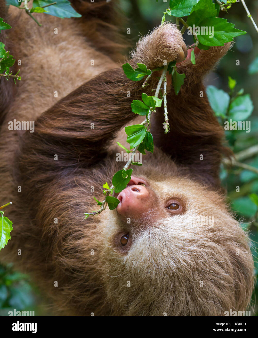Hoffmann's two-toed sloth (Choloepus hoffmanni) eating tree leaves in ...
