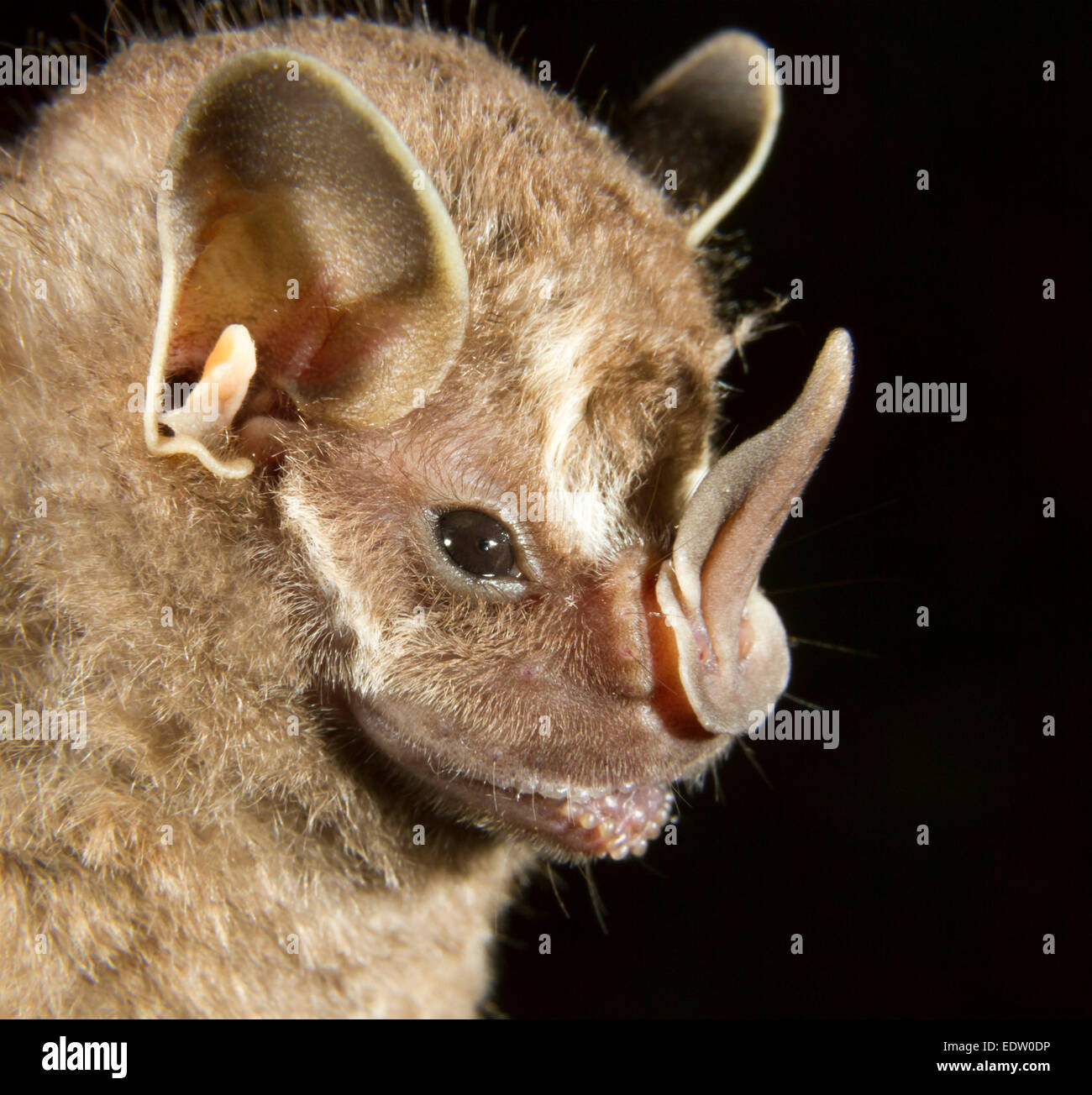 Pygmy fruit-eating bat (Dermanura or Artibeus phaeotis) portrait, Limon ...
