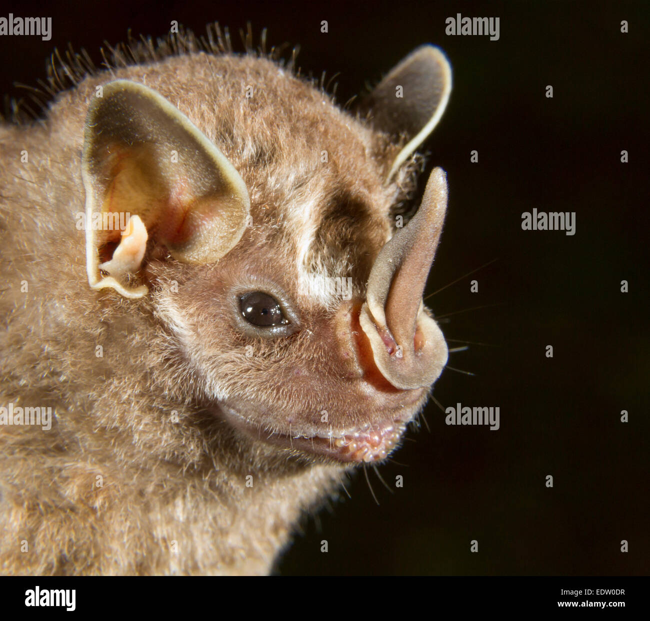 Bat tent hi-res stock photography and images - Alamy
