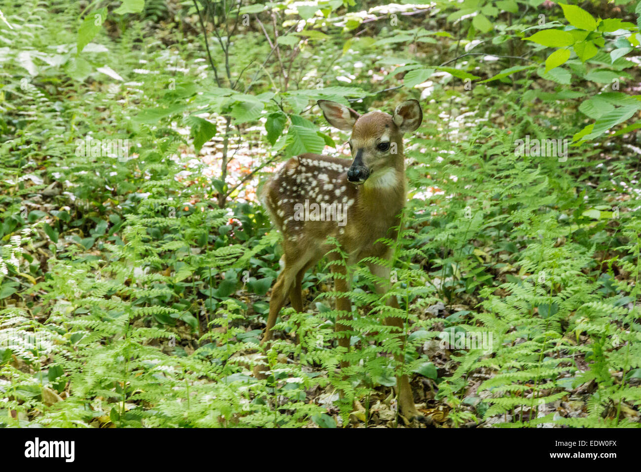 A newborn Whitetail deer fawn in the spring woods Stock Photo - Alamy