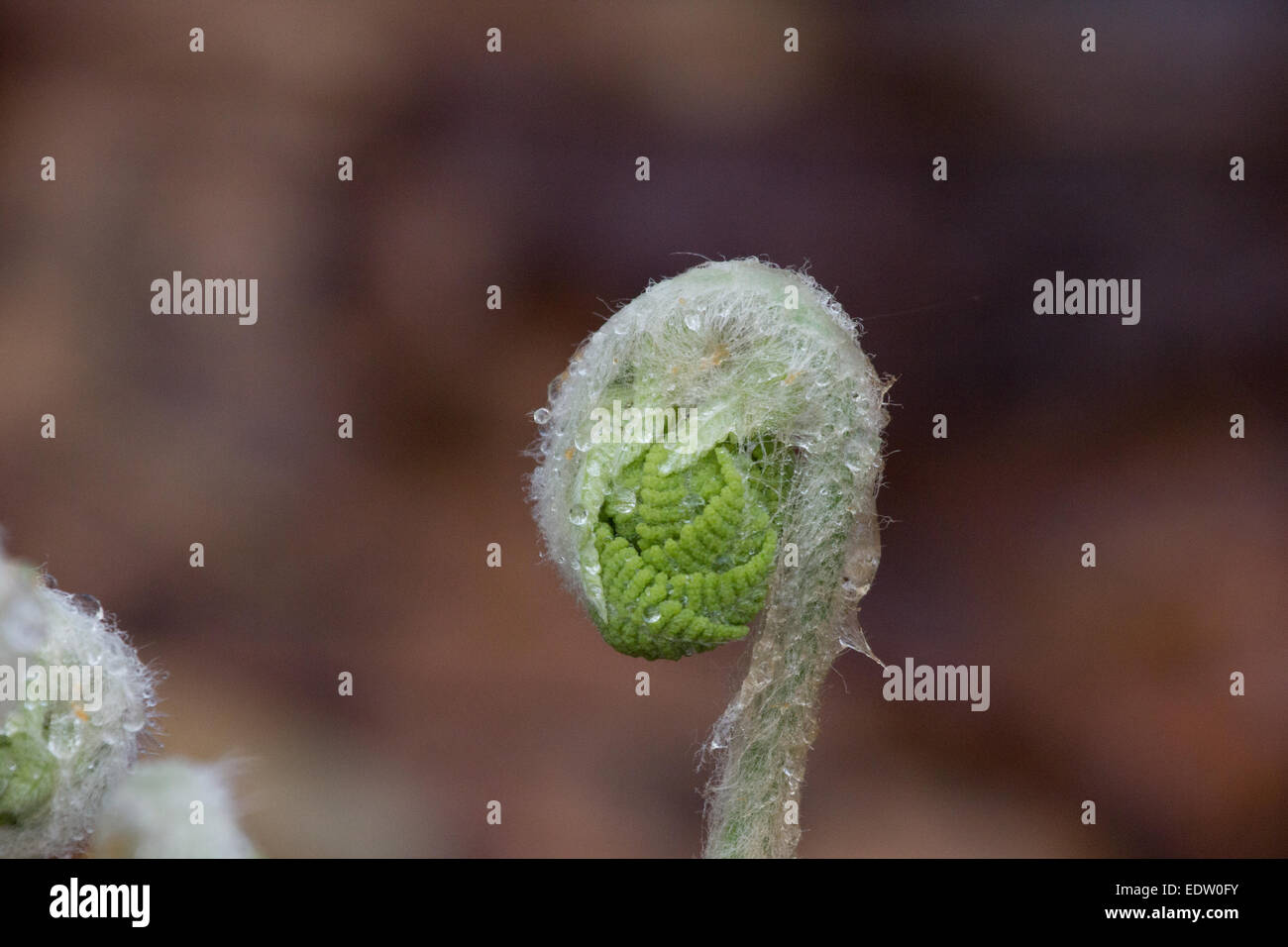 The head of a fiddlehead fern Stock Photo - Alamy