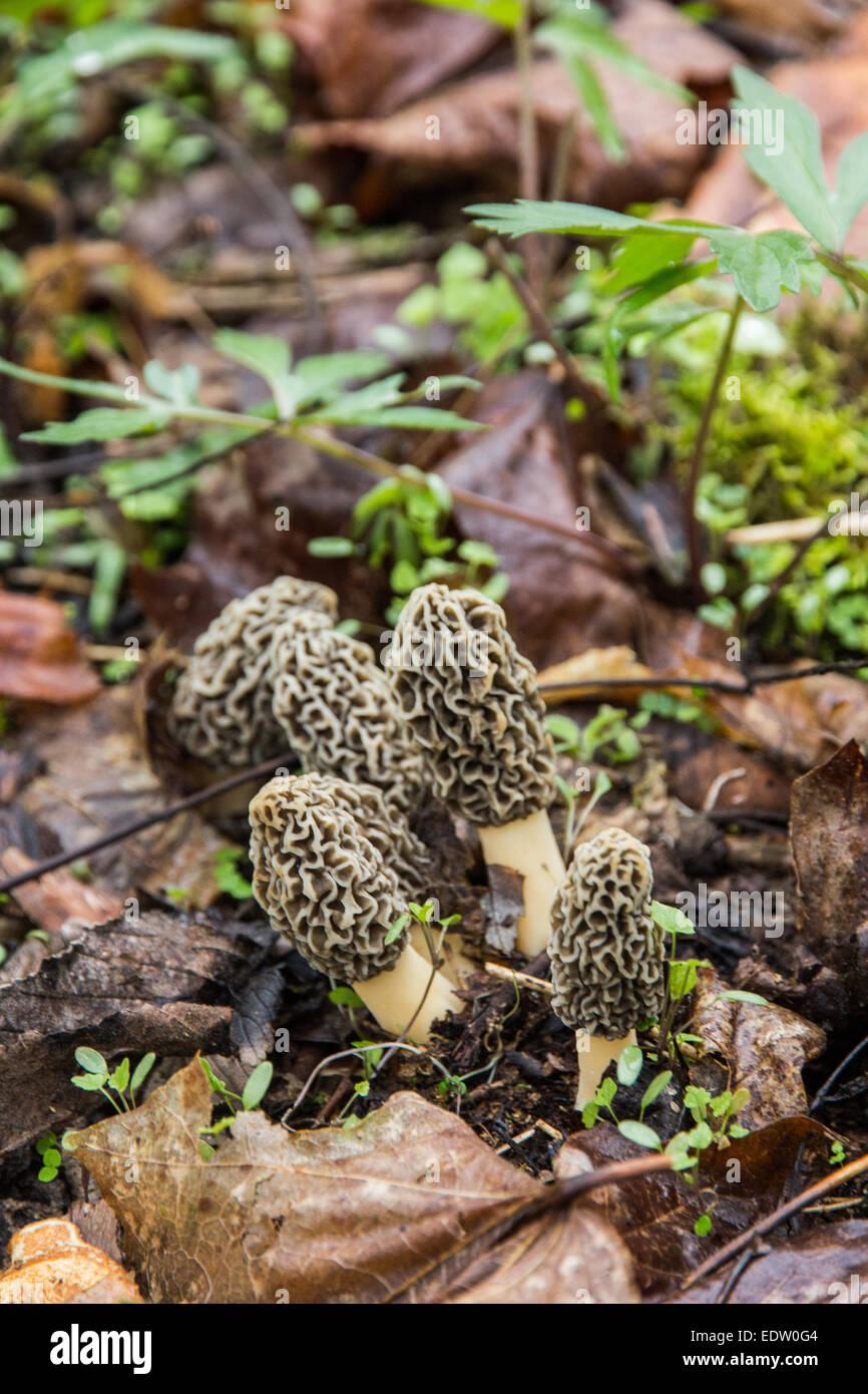 A patch of Gray morels grows on the forest floor on a damp day in the ...