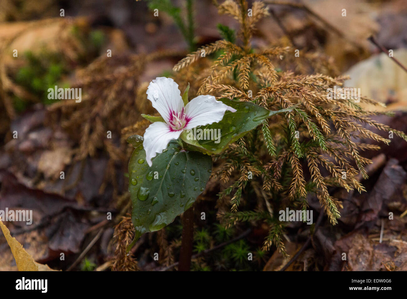 A Painted trillium grows next to some ground pine in the springtime in ...