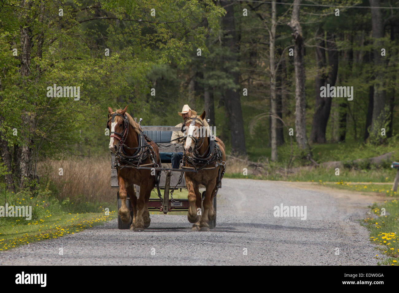 Team of draft horses hi-res stock photography and images - Alamy