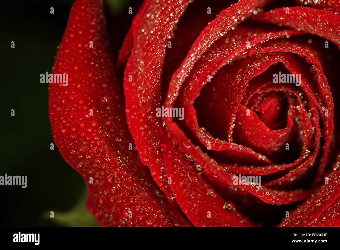 Dew drops on red rose Stock Photo - Alamy