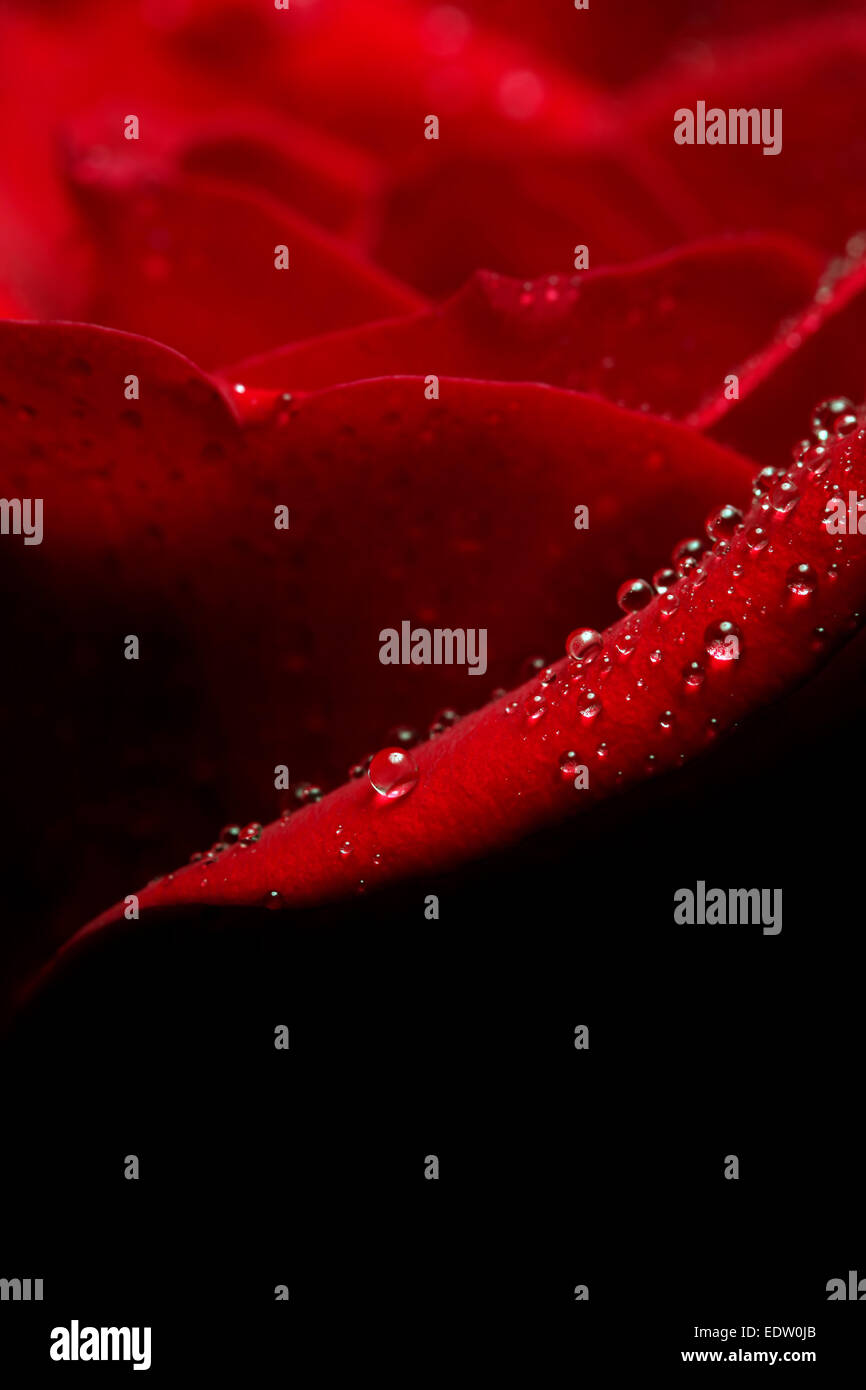 Rosy red color hi-res stock photography and images - Alamy