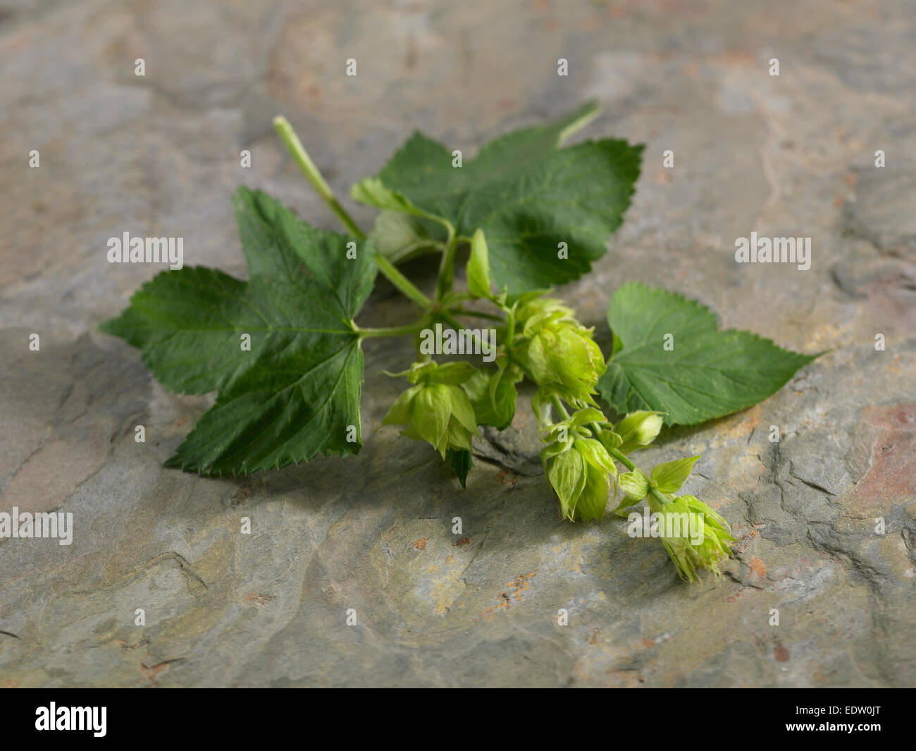 hops buds plant Stock Photo - Alamy