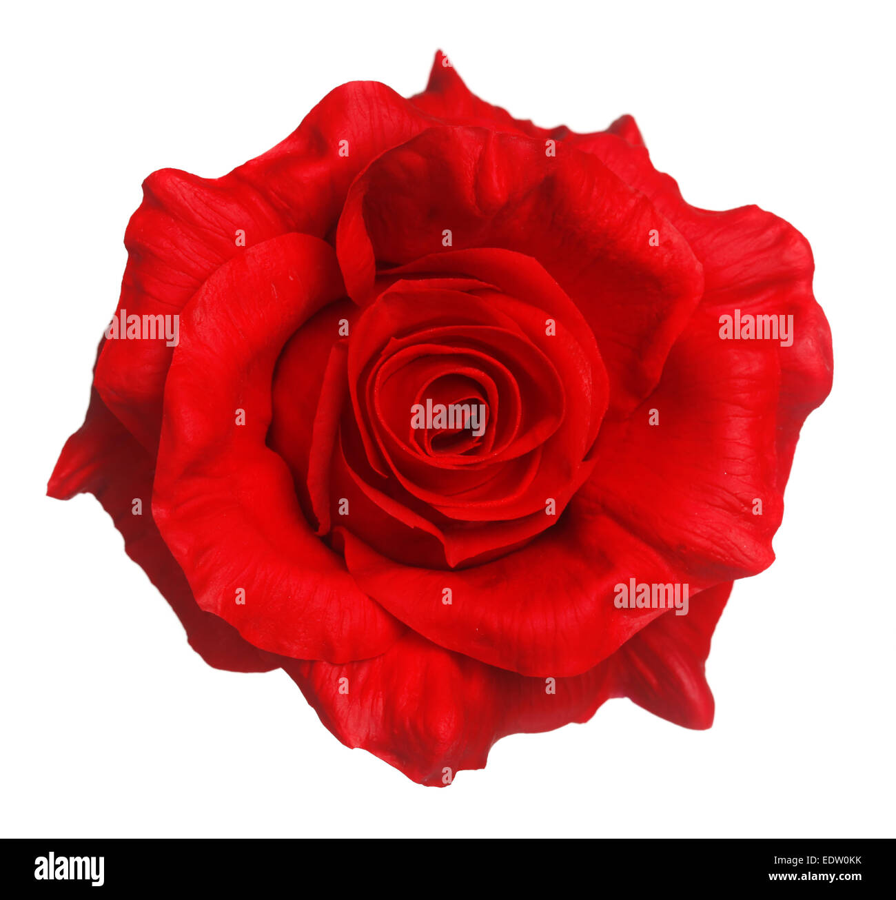 Red rose isolated on white Stock Photo - Alamy