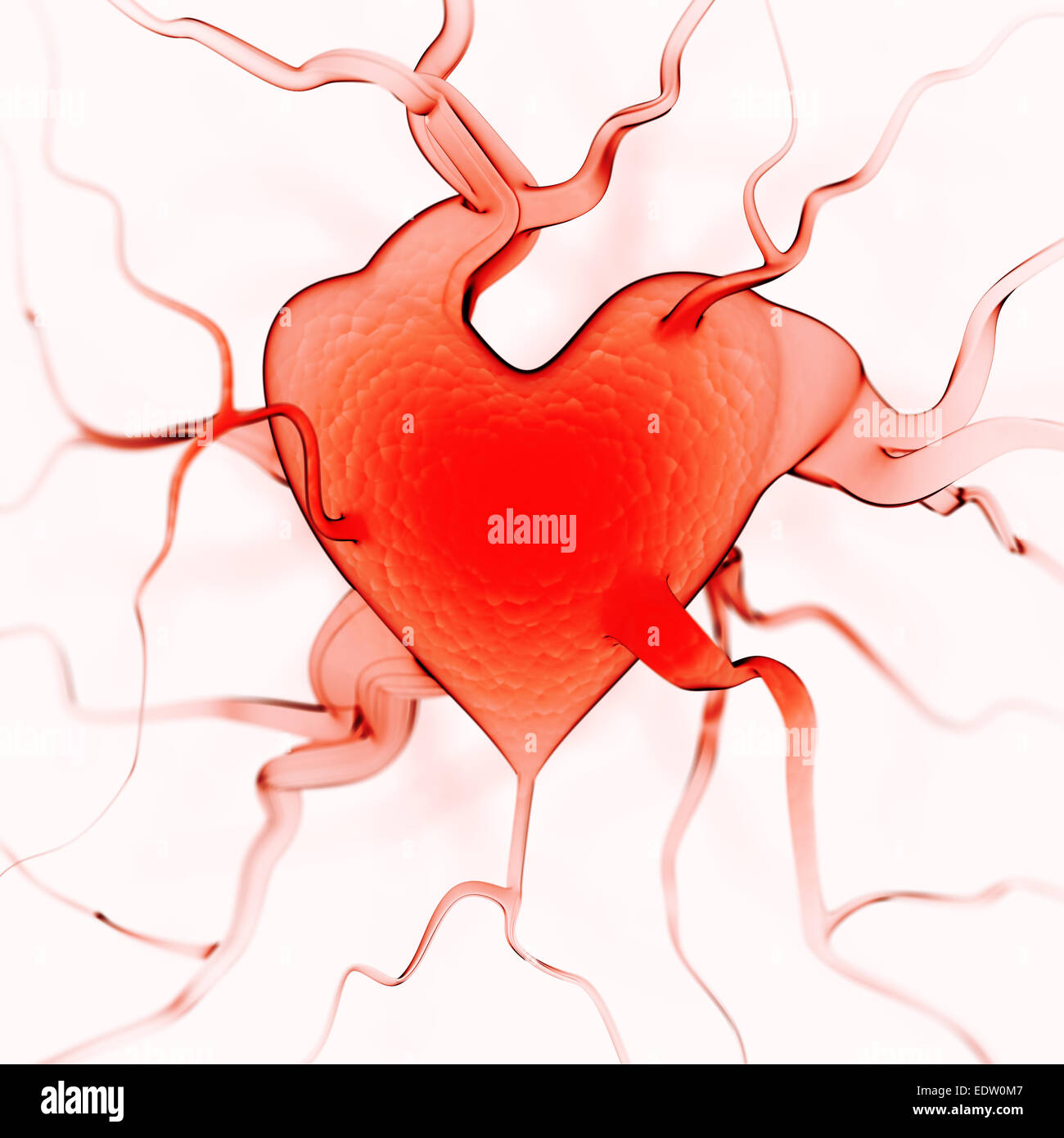 The arteries and the heart Cut Out Stock Images & Pictures - Alamy