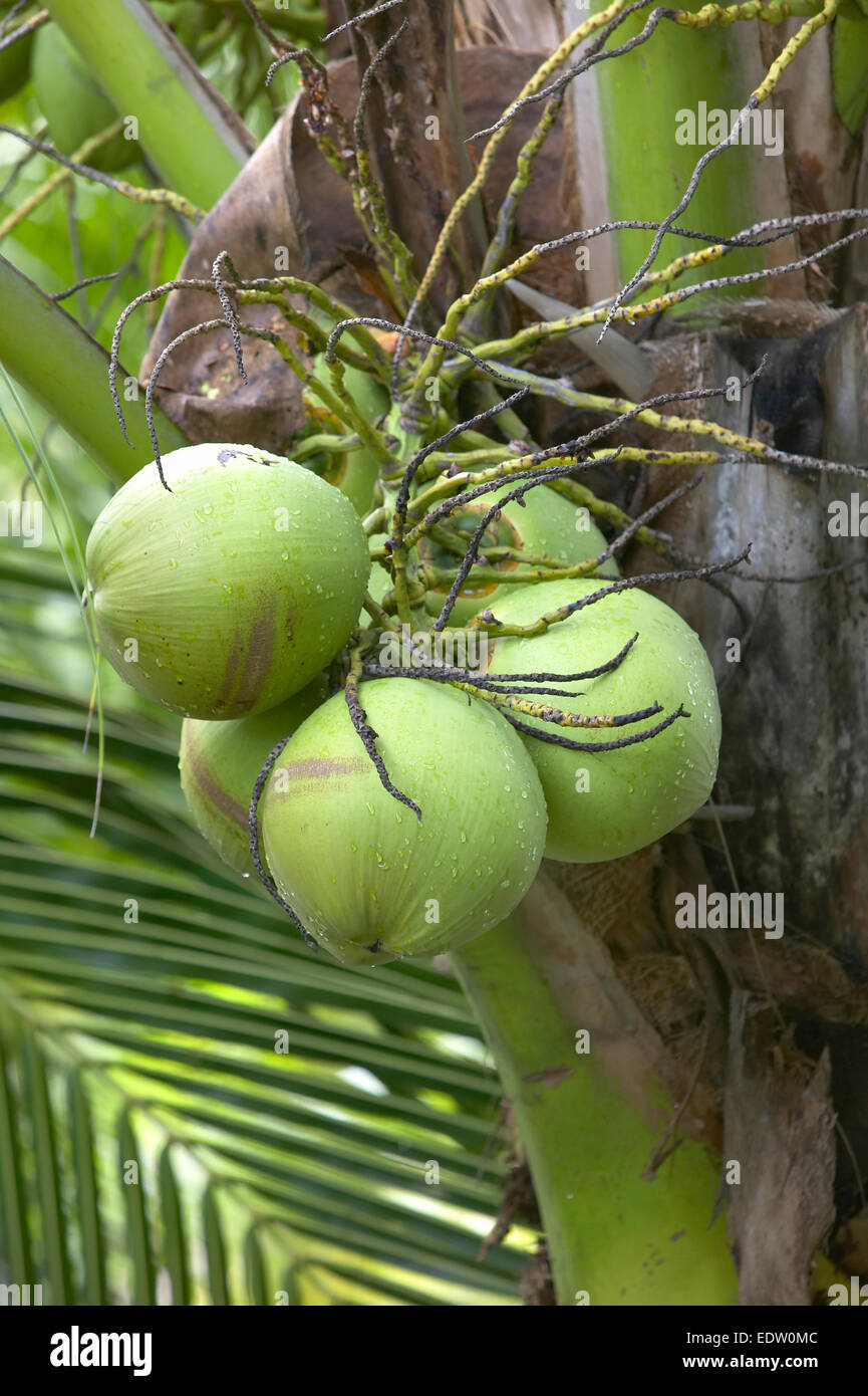 Baby coconuts hi-res stock photography and images - Alamy